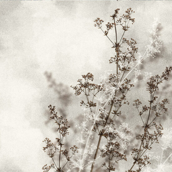 Grunge Grass - FREE Texture - 3dlab.bg